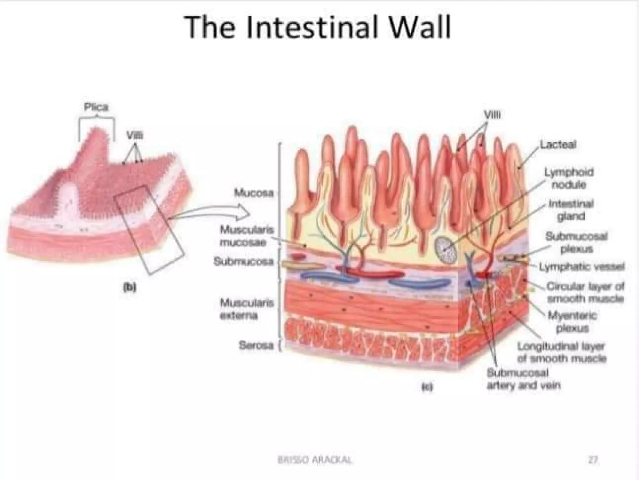 Small intestine detail ( anatomy & physiology) | PDF