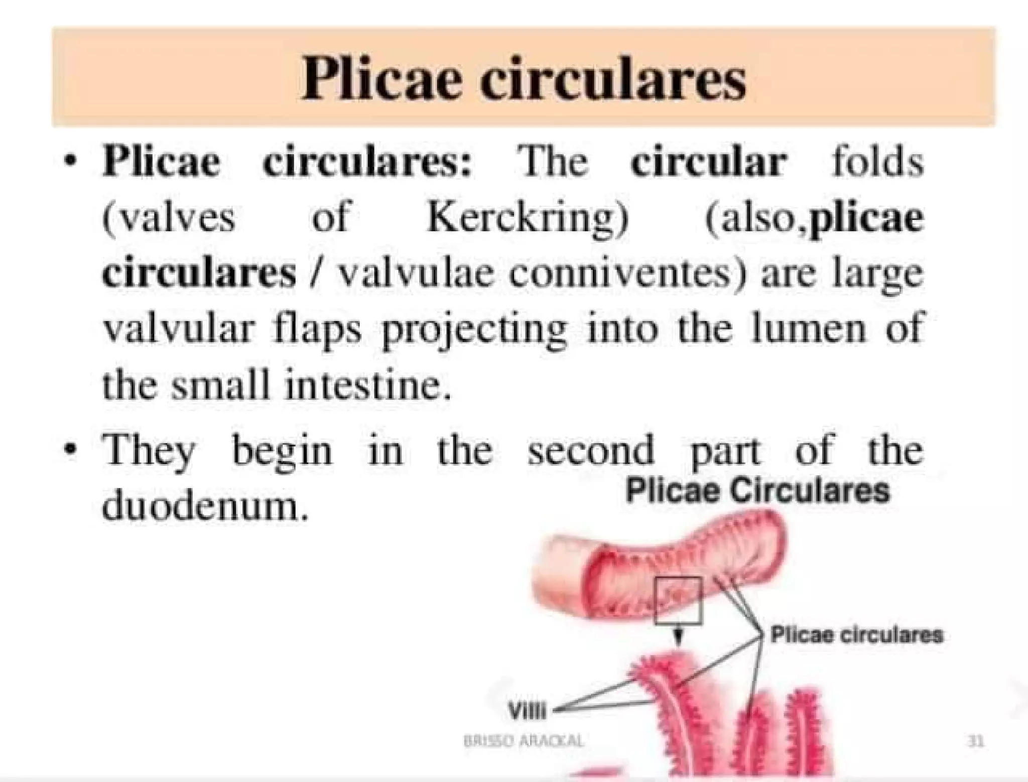 Small intestine detail ( anatomy & physiology) | PDF