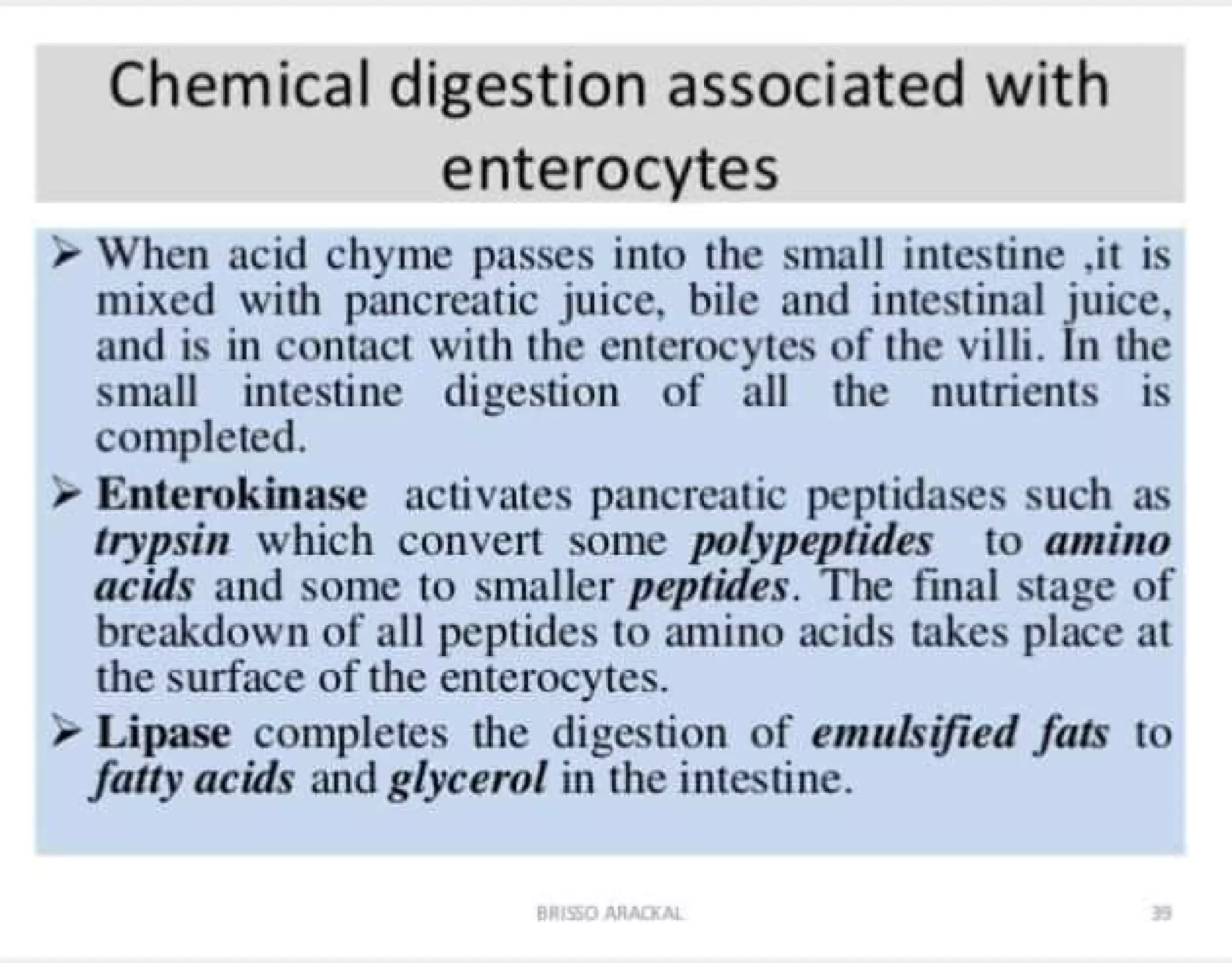 Small intestine detail ( anatomy & physiology) | PDF