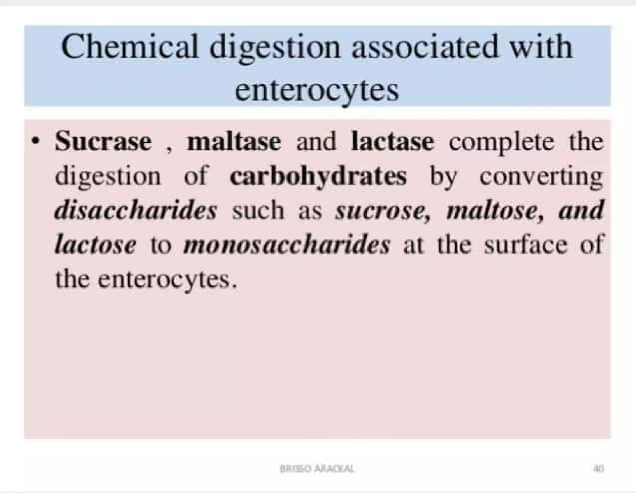 Small intestine detail ( anatomy & physiology) | PDF