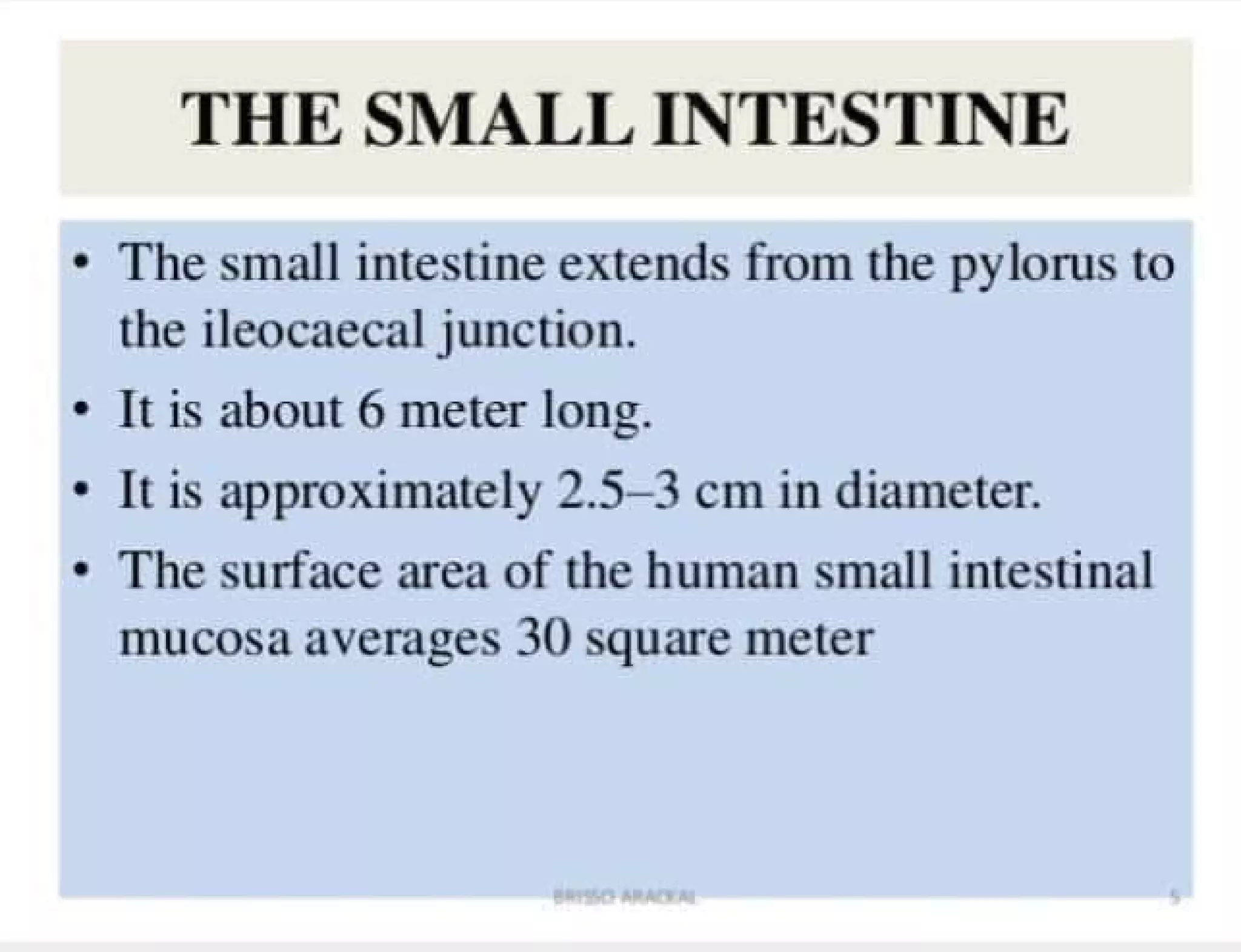 Small intestine detail ( anatomy & physiology) | PDF