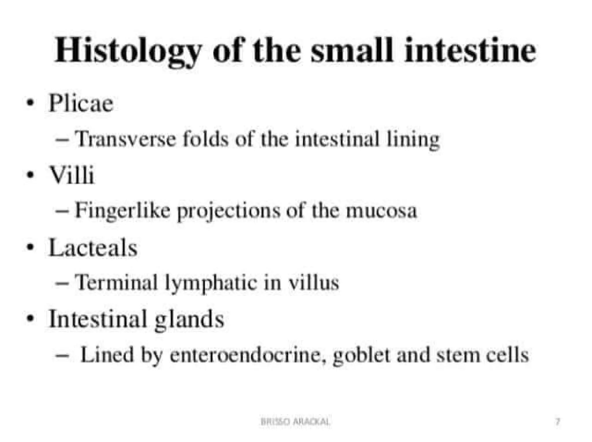 Small intestine detail ( anatomy & physiology) | PDF