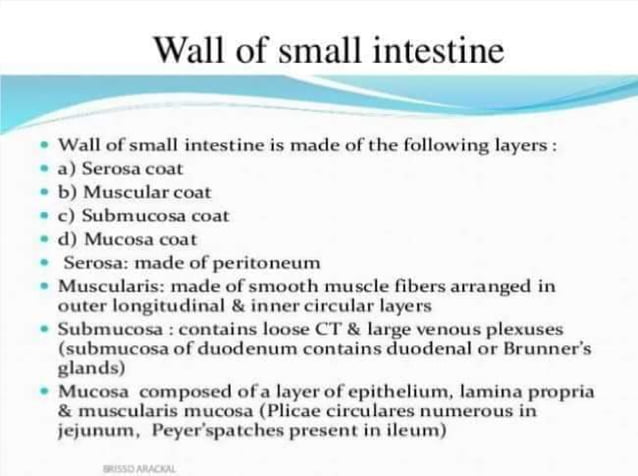 Small intestine detail ( anatomy & physiology) | PDF