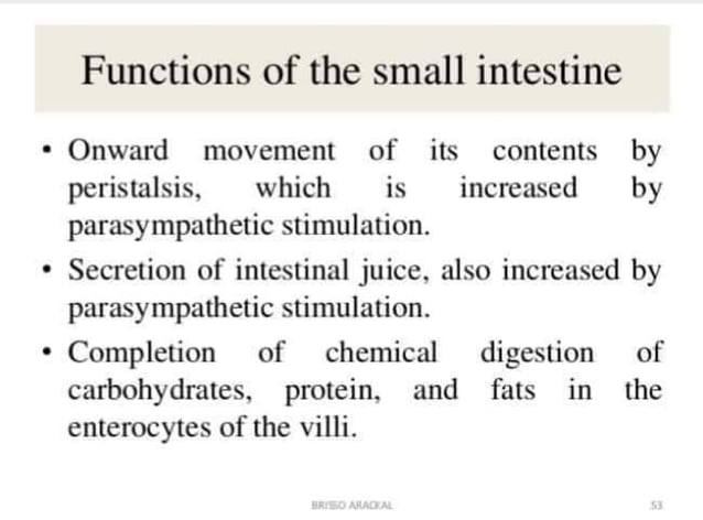 Small intestine detail ( anatomy & physiology) | PDF