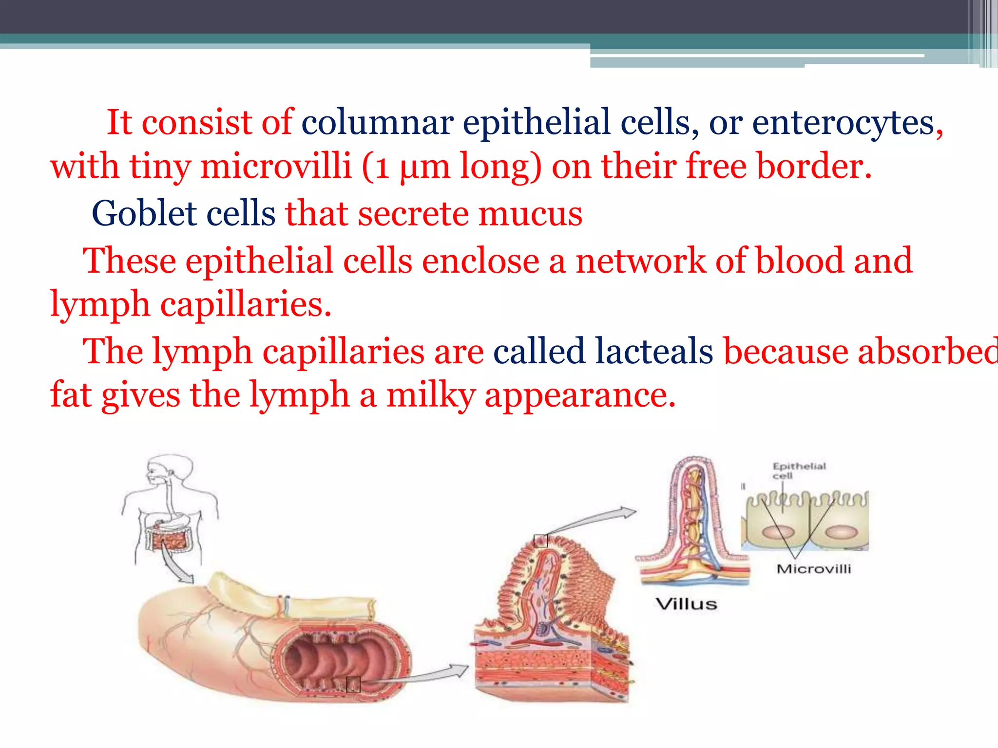 Small intestine digestion and pancreas | PPTX