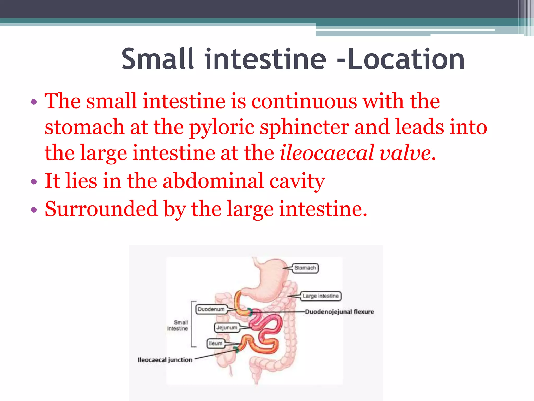 Small intestine digestion and pancreas | PPTX