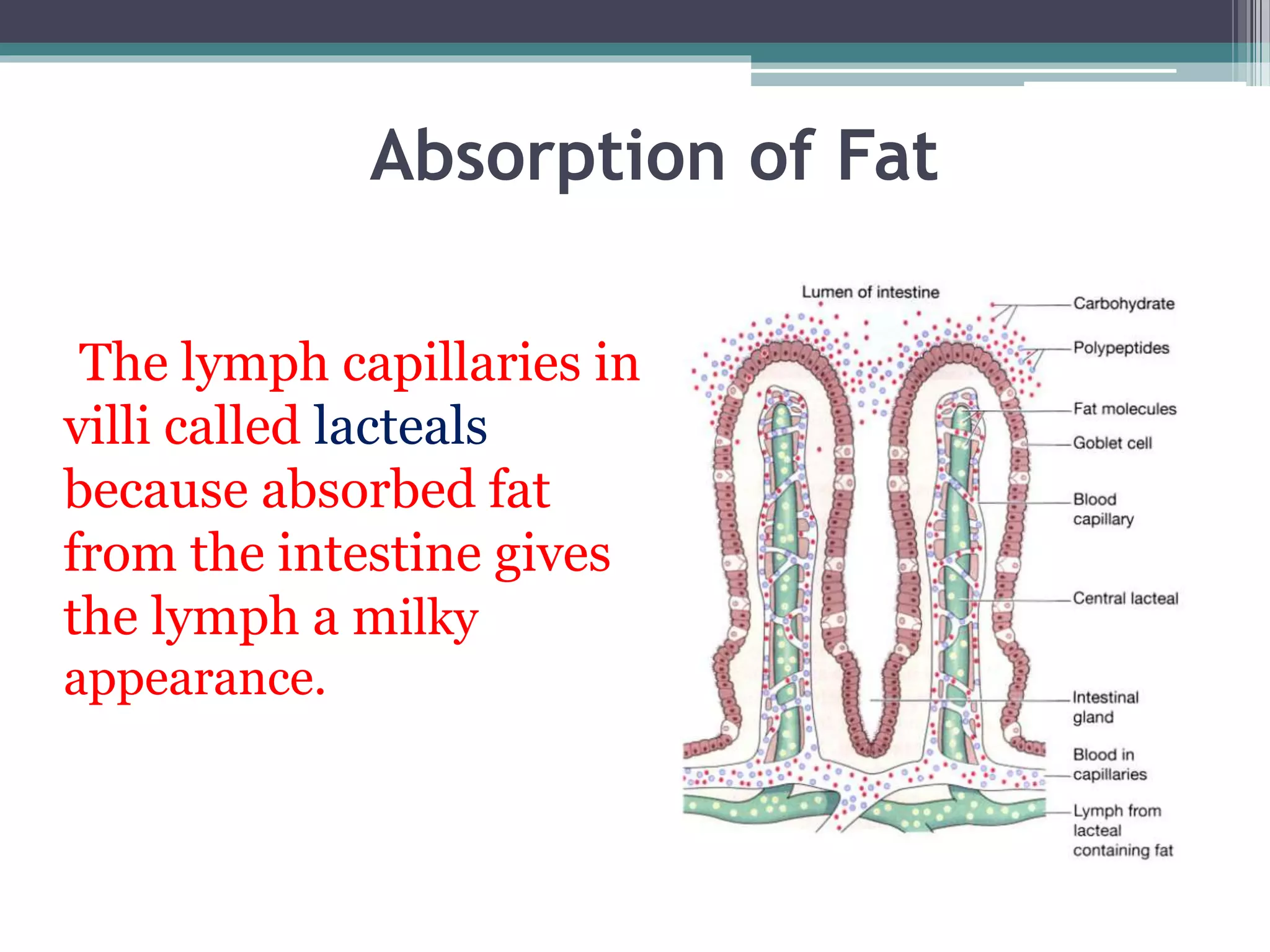 Small intestine digestion and pancreas | PPTX