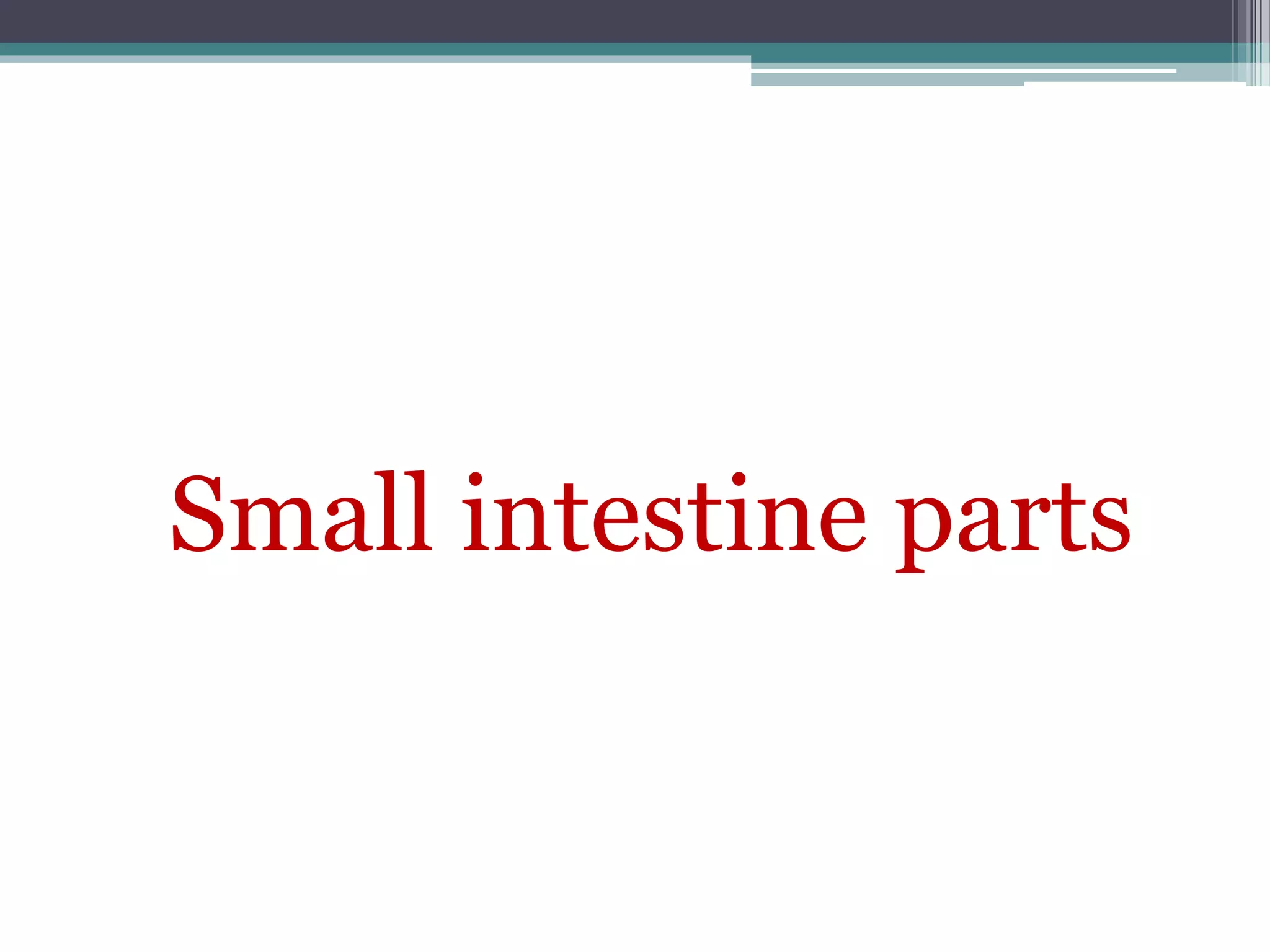 Small intestine digestion and pancreas | PPTX