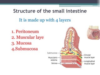 Small intestine digestion and pancreas | PPTX