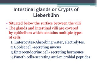 Small intestine digestion and pancreas | PPTX
