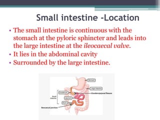 Small intestine digestion and pancreas | PPTX
