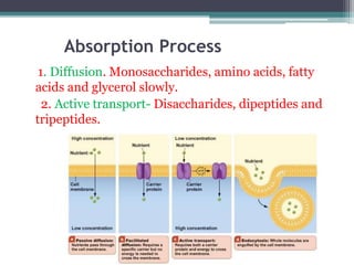 Small intestine digestion and pancreas | PPTX