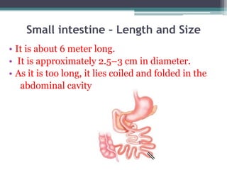 Small intestine digestion and pancreas | PPTX