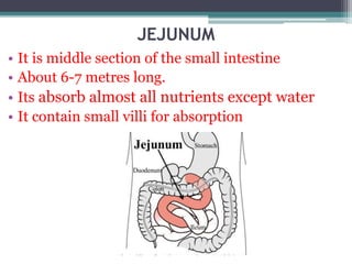 Small intestine digestion and pancreas | PPTX