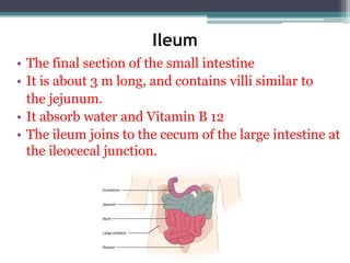 Small intestine digestion and pancreas | PPTX