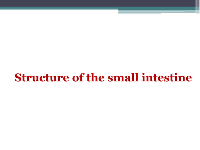 Small intestine digestion and pancreas | PPT