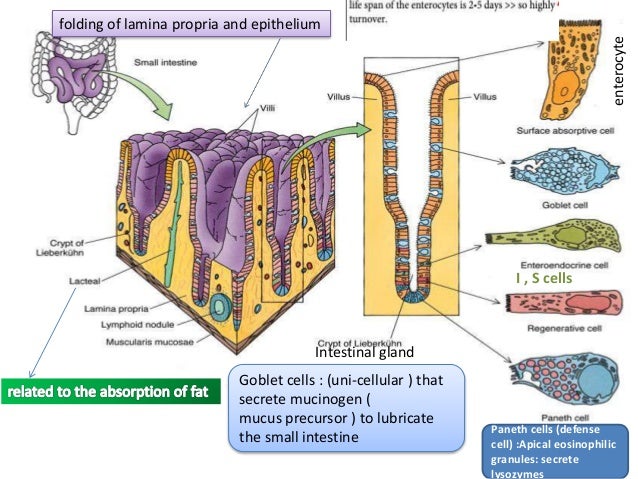 Paneth Cells Diagram