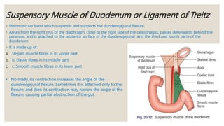 small intestine presentation. Roll no. 7.pptx