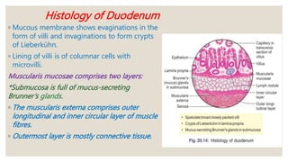 small intestine presentation. Roll no. 7.pptx