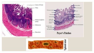 small intestine presentation. Roll no. 7.pptx