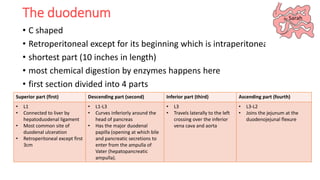Small intestines | PPTX