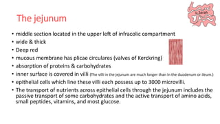 Small intestines | PPTX