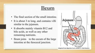 Small intestine surgery | PPTX