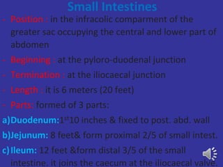 small &large intestines .ppsx