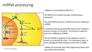 small noncoding RNA.pdf