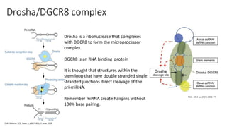 small noncoding RNA.pdf