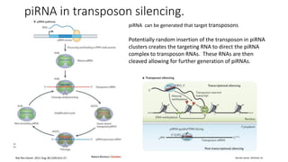 small noncoding RNA.pdf