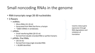 small noncoding RNA.pdf