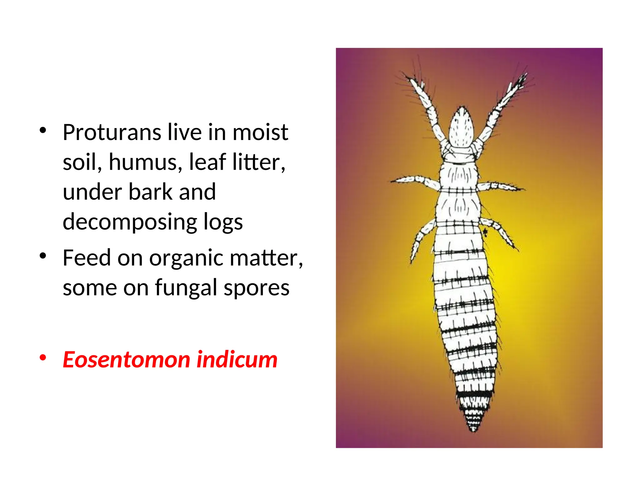 Small orders_apterygotans and other orders | PPT