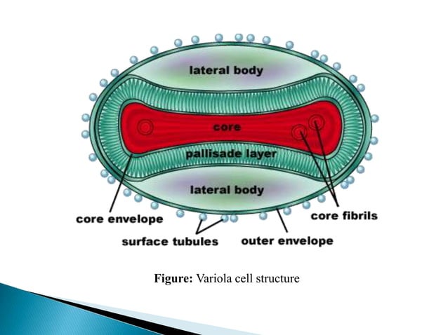 Smallpox disease | PPTX | Infectious Diseases | Diseases and Conditions