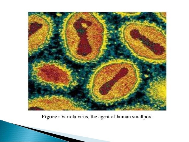 Virus Variole Poxvirus Variolae Smallpox Virus Smallpox