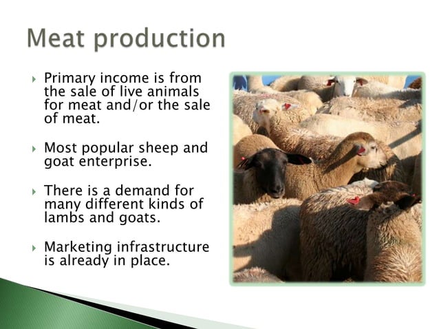 Intro to small ruminant enterprises | PPTX | Agriculture | Industries