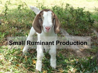 Small ruminant sector | PPT