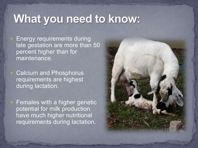 Small Ruminant Nutrition | PPTX