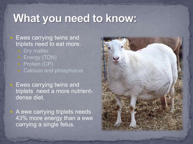 Small Ruminant Nutrition | PPTX