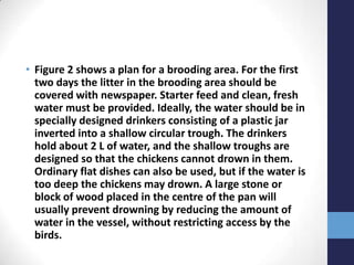 Small scale poultry keeping – brooding | PPTX