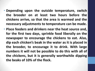 Small scale poultry keeping – brooding | PPTX