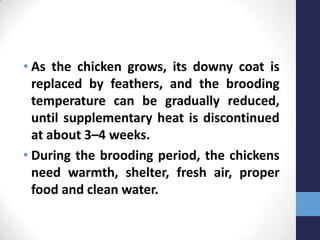 Small scale poultry keeping – brooding | PPTX