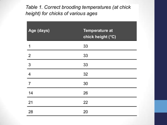 Small scale poultry keeping – brooding | PPTX