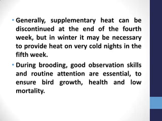 Small scale poultry keeping – brooding | PPTX