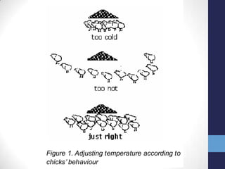 Small scale poultry keeping – brooding | PPTX
