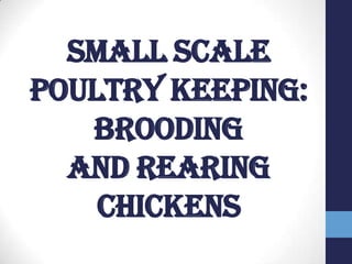 Small scale poultry keeping – brooding | PPT