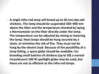 Small scale poultry keeping – brooding | PPT