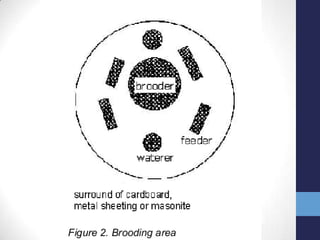 Small scale poultry keeping – brooding | PPT