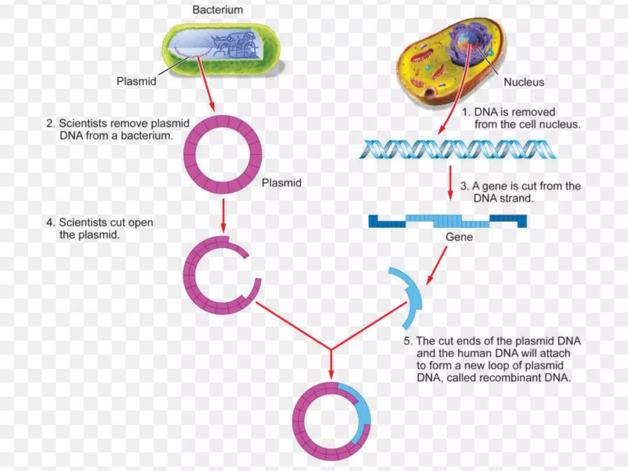Social and ethical issues of genetic engineering | PPTX