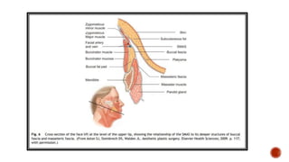 Superficial Musculo Aponeurotic System(SMAS) | PPTX